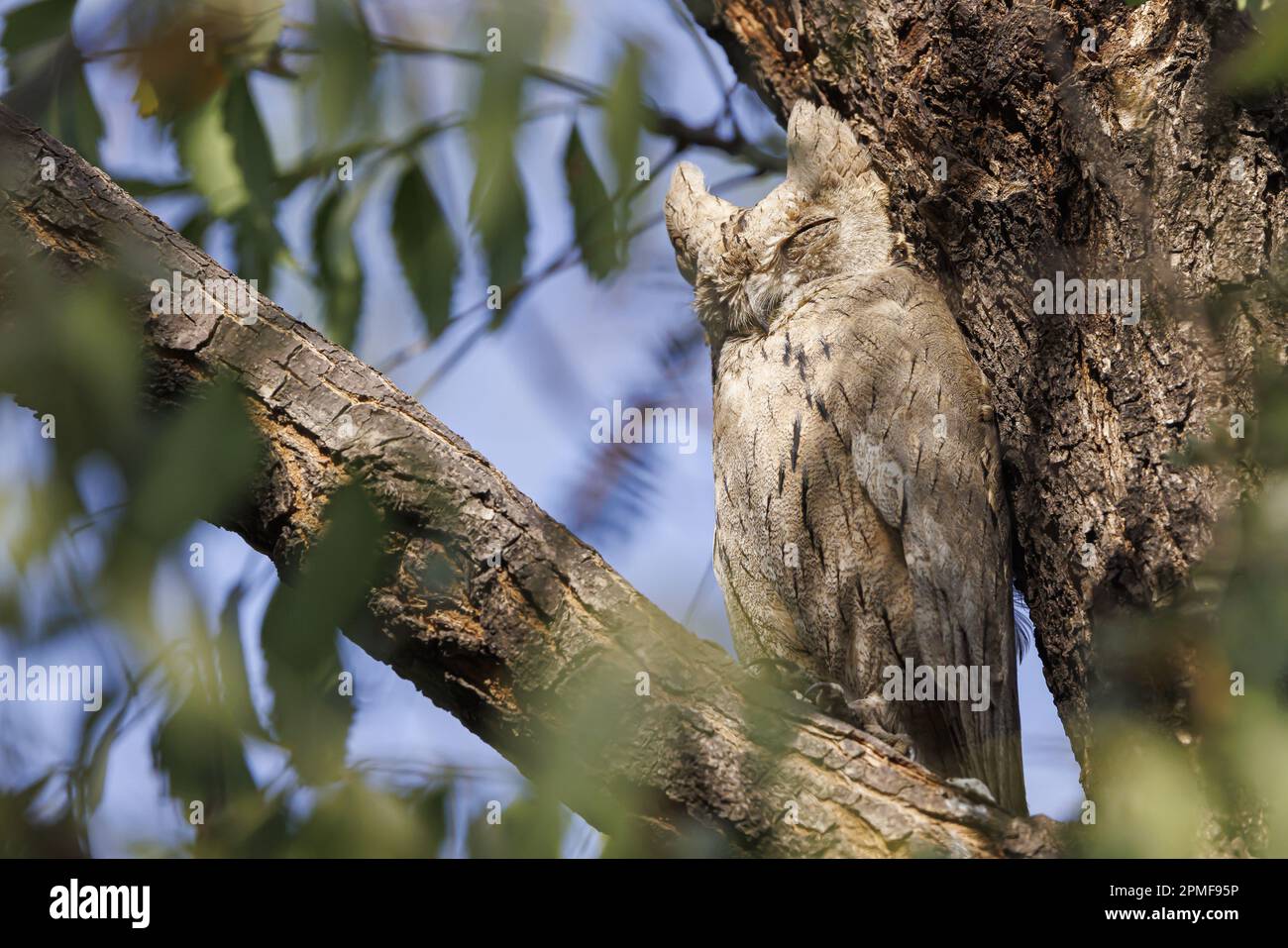 India, Gujarat, Zainabad, Little Rann of Kutch, Pallid Scops Owl (Otus ...