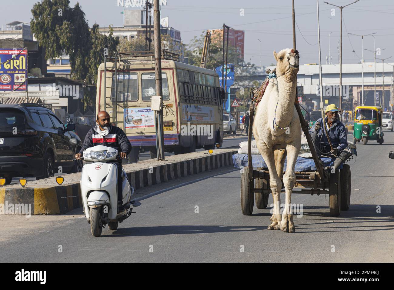 India, Gujarat, Patan, camel pulling a cart Stock Photo - Alamy