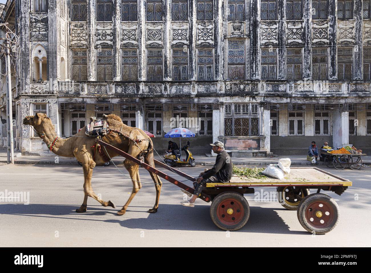 India, Gujarat, Sidhpur, camel drawing a cart before the 360 windows ...