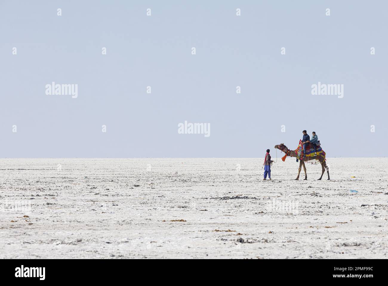 India, Gujarat, Dhordo, camel ride in the White Desert Stock Photo - Alamy