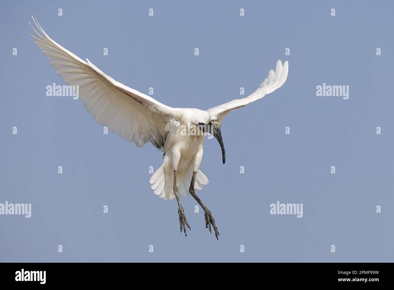India, Gujarat, Jamnagar, Khijadiya Bird Sanctuary, Black headed Ibis ...
