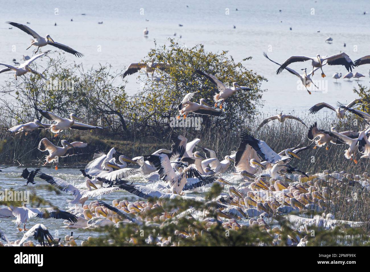 India, Gujarat, Jamnagar, Khijadiya Bird Sanctuary, Great white pelican ...