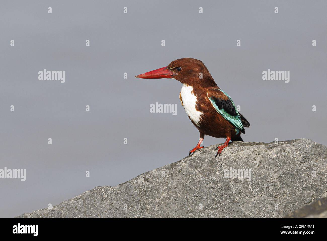India, Gujarat, Jamnagar, Khijadiya Bird Sanctuary, White throated ...