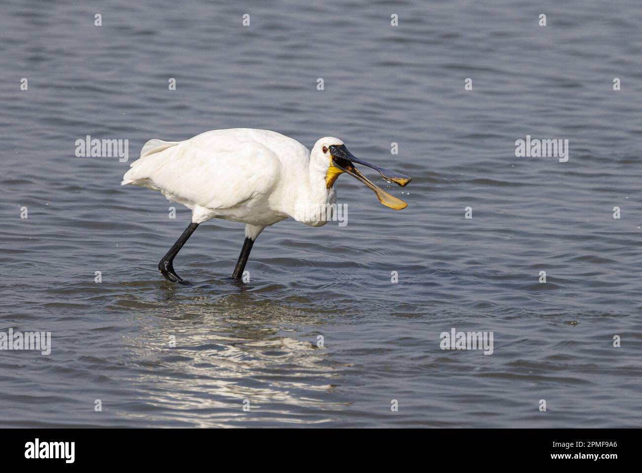 India, Gujarat, Jamnagar, Khijadiya Bird Sanctuary, Eurasian Spoonbill ...