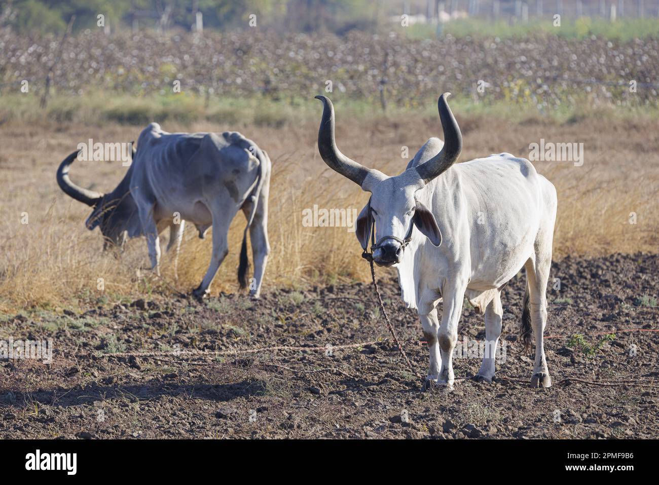 Gir Hi Cow