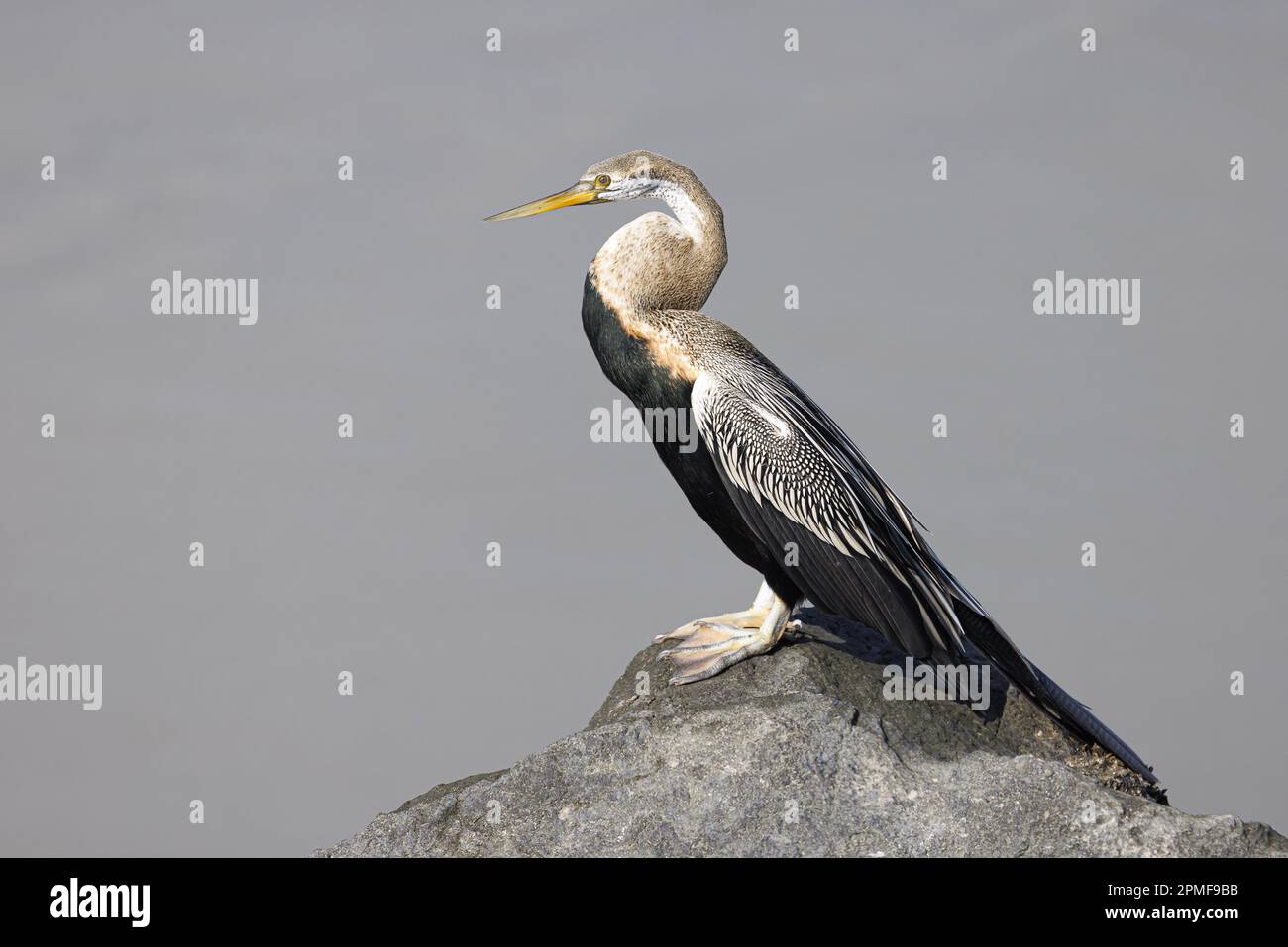 India, Gujarat, Jamnagar, Khijadiya Bird Sanctuary, Oriental Darter ...