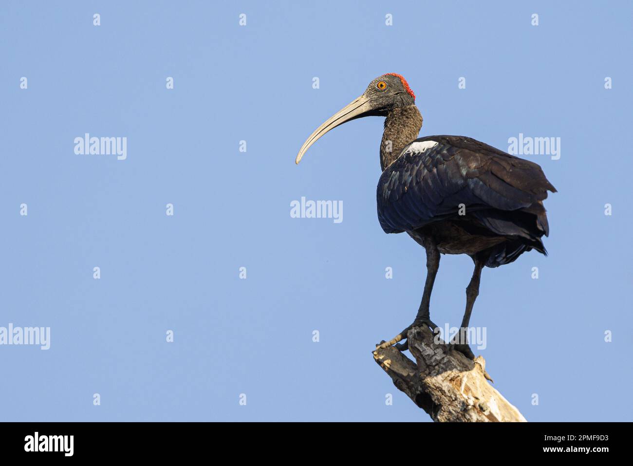 India, Gujarat, Bhavnagar, Red naped Ibis (Pseudibis papillosa) in Pill ...