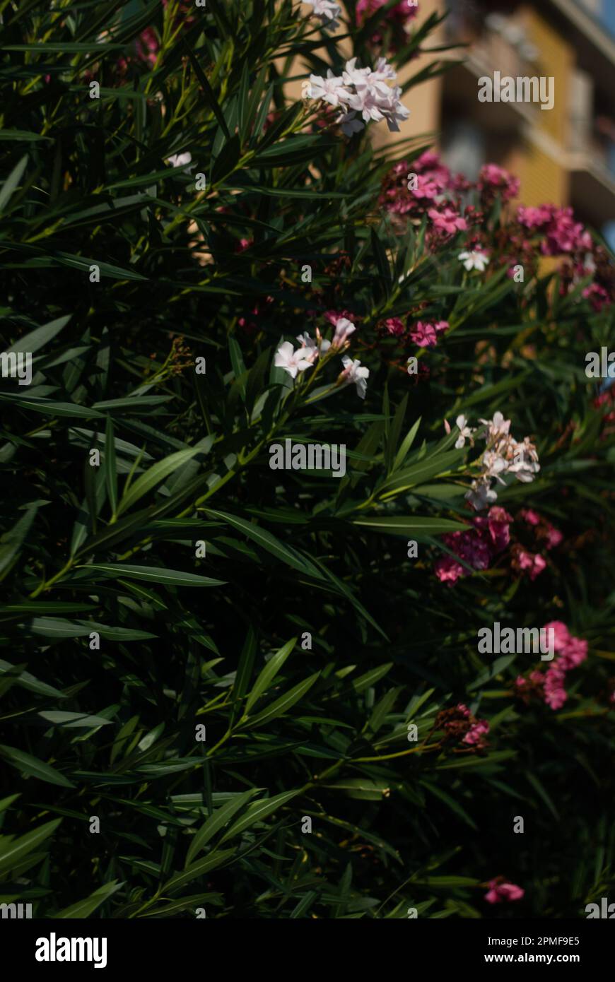 Bushes with white and pink flowers near road in front of blue sky Stock ...