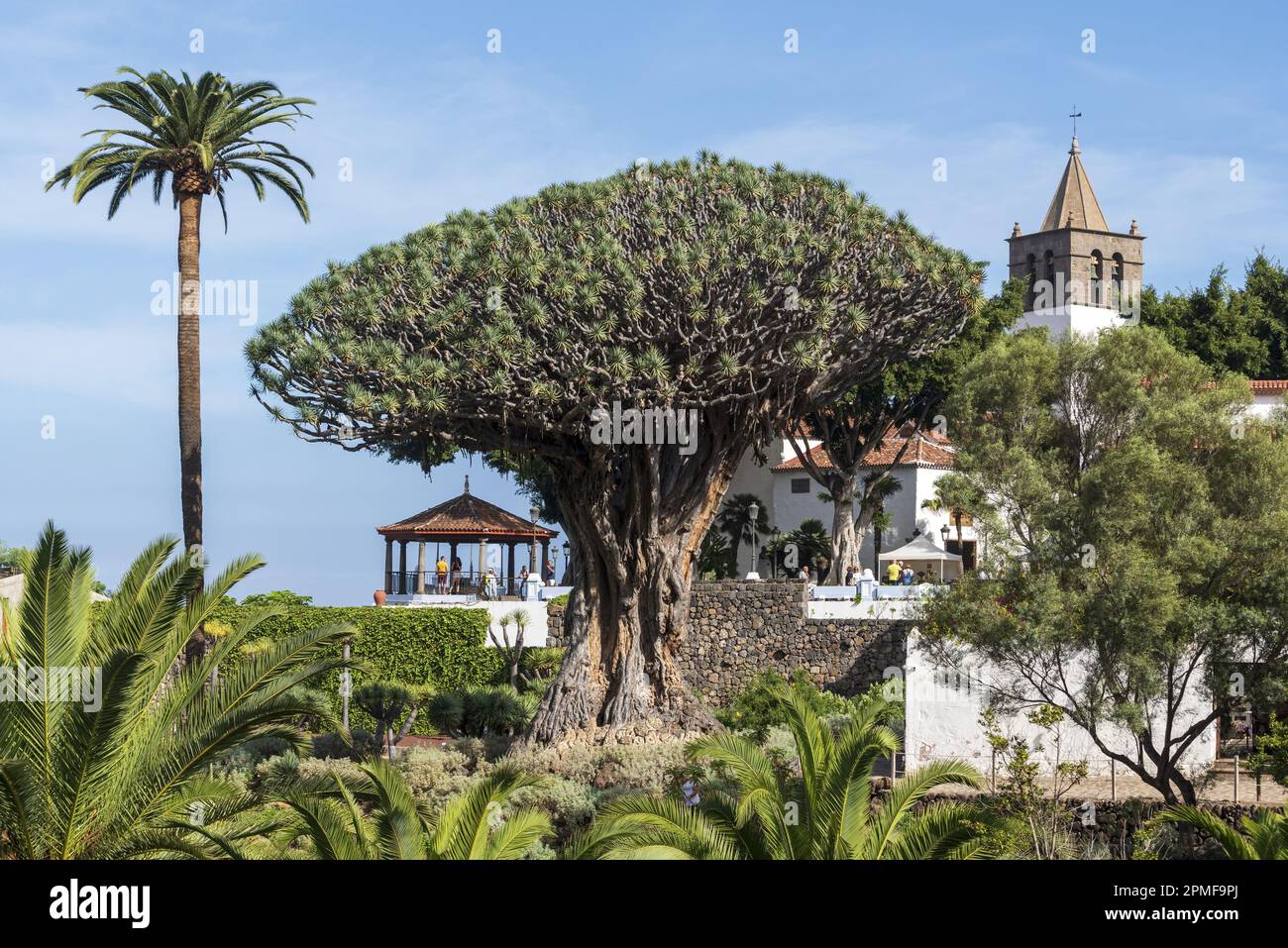 Spain, Canary Islands, Tenerife, Icod de los Vinos, Drago Park (Parque ...