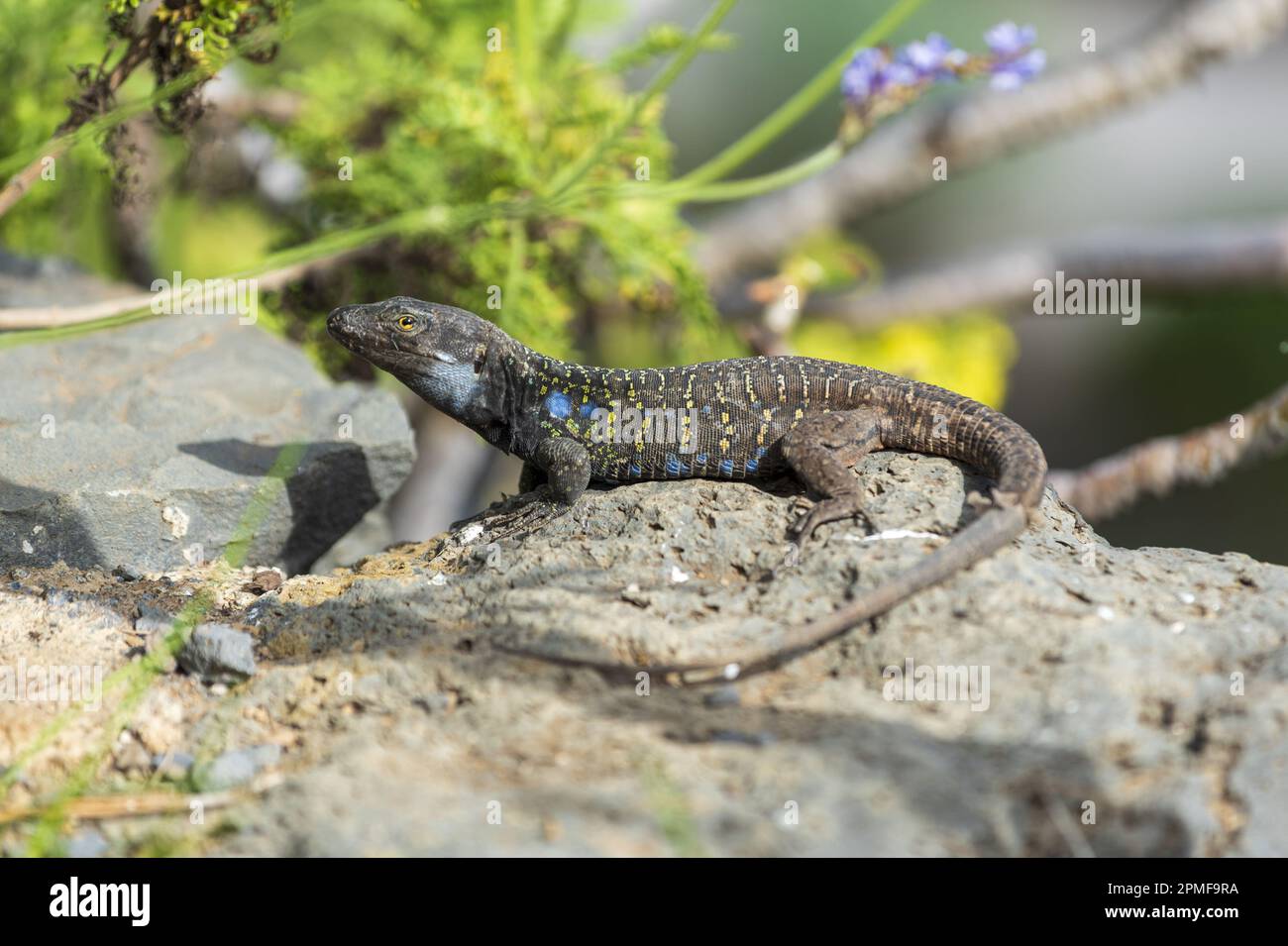 Spain, Canary Islands, Tenerife, Icod de los Vinos, Drago Park (Parque ...