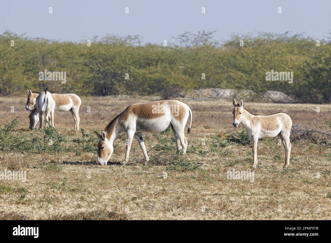 India, Gujarat, Patdi, Little Rann of Kutch, Indian wild ass or Indian ...
