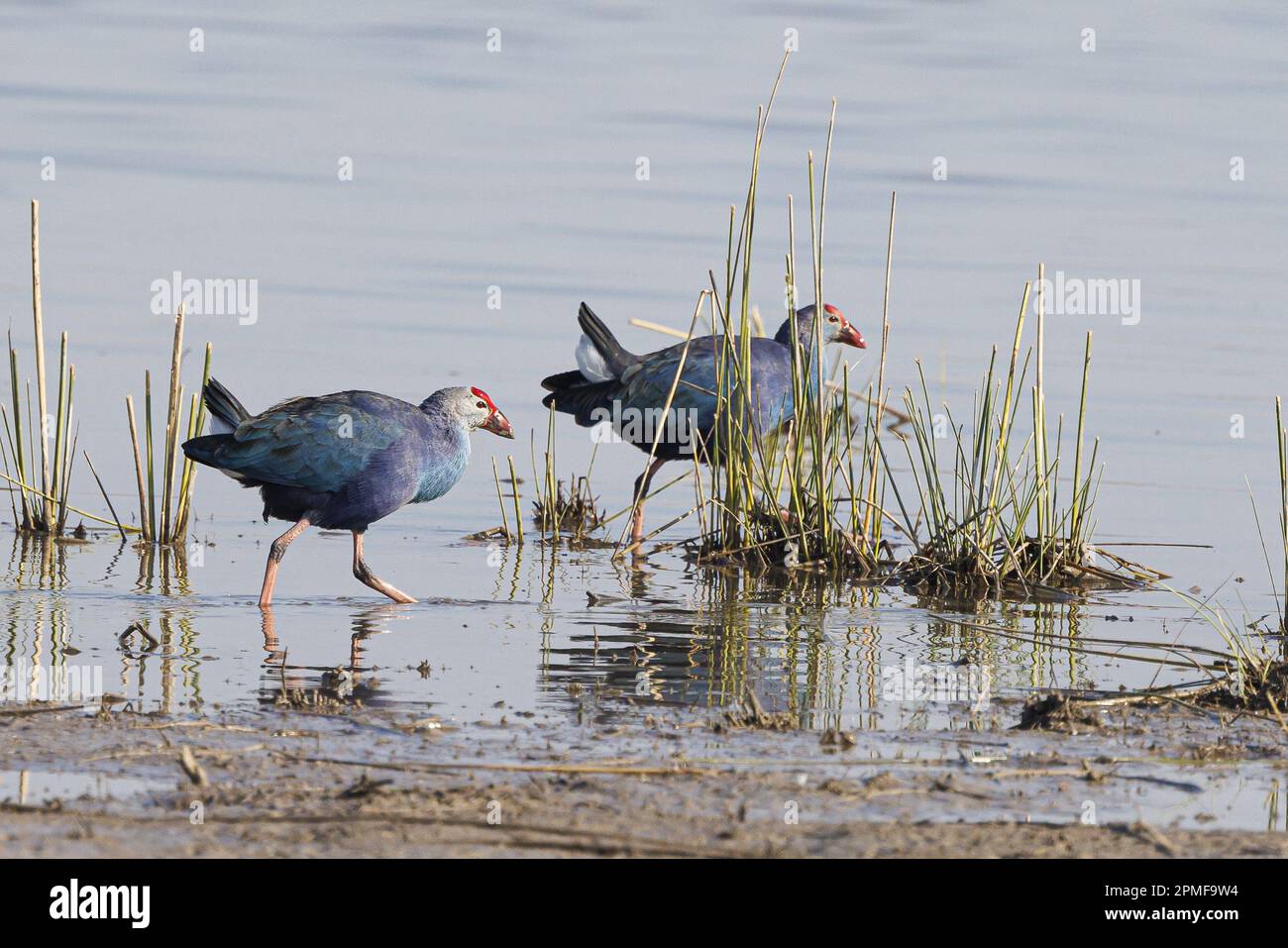 India, Gujarat, Patdi, Little Rann of Kutch, Western Swamphen ...