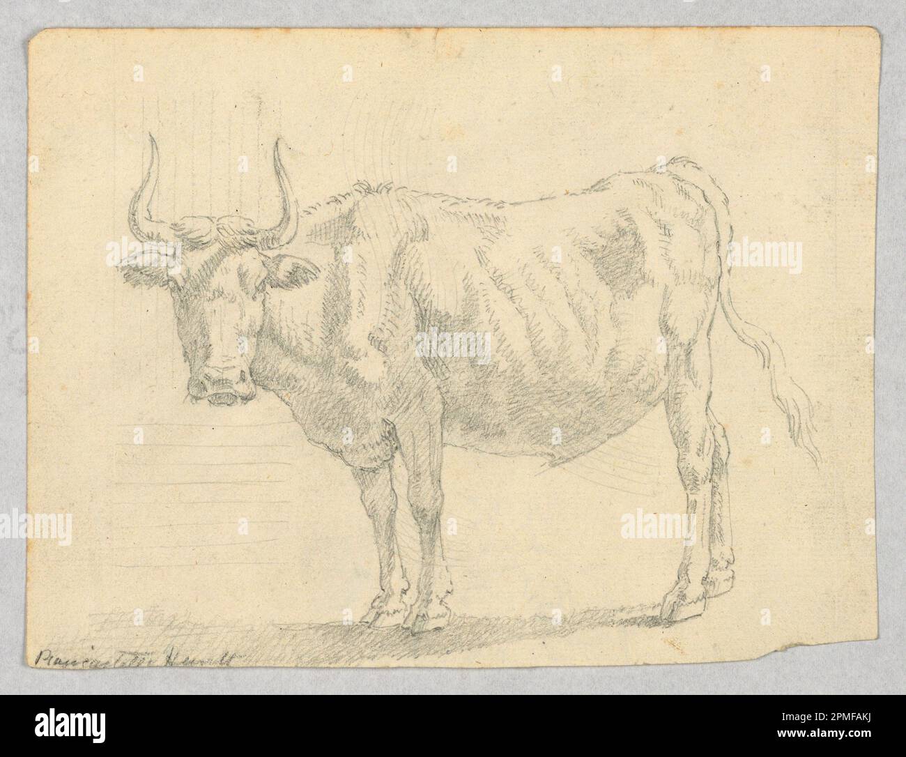 Study of a cow hi-res stock photography and images - Alamy