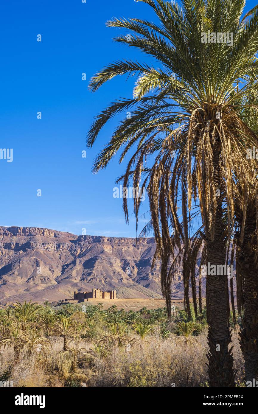 Morocco, province of Zagora, Draa Valley, Kasbah of Tamnougalt at the ...