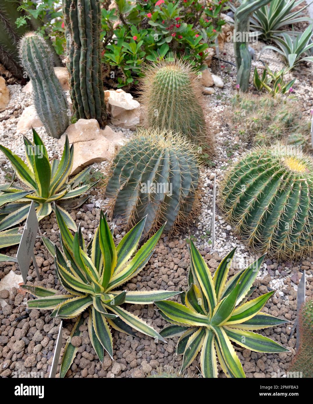 Group of succulent plants hi-res stock photography and images - Alamy