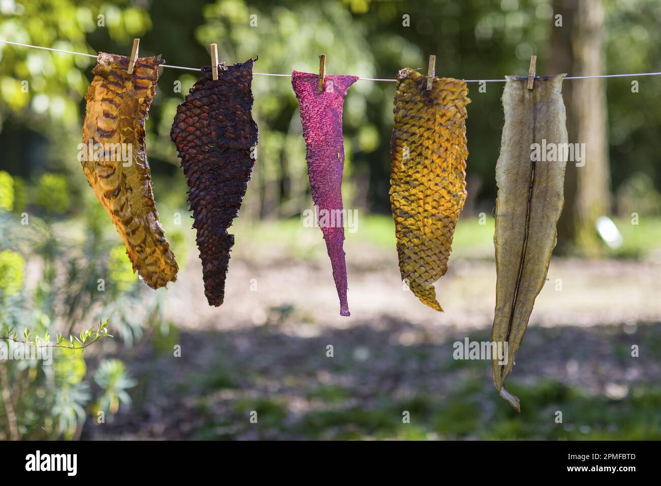 France, Indre et Loire, Loire valley listed as World Heritage by UNESCO ...