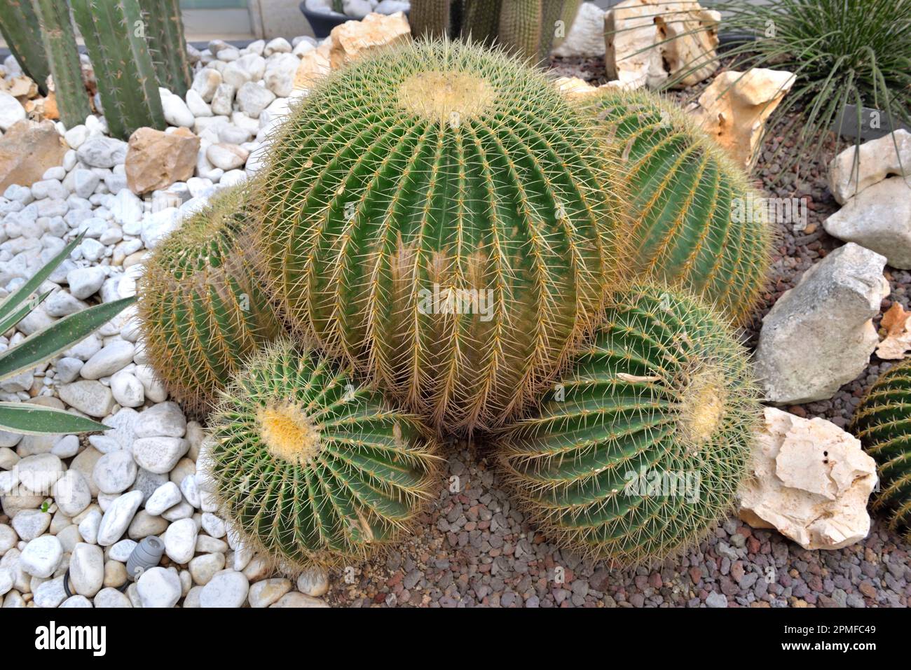 Big round cactus hi-res stock photography and images - Alamy