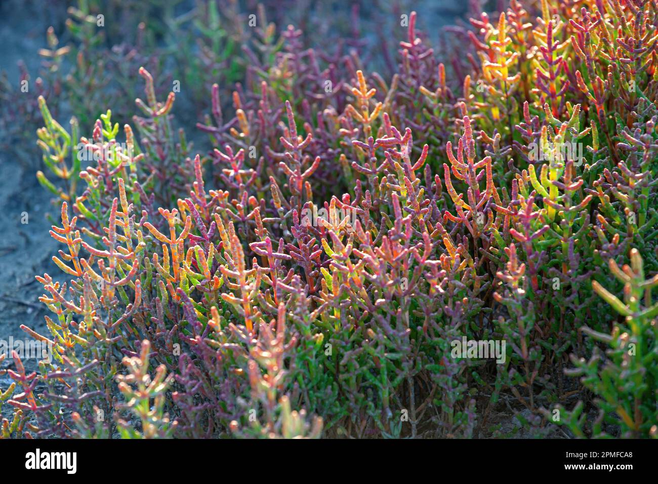 France, Vendee, Noirmoutier island, L'epine, the alicorn (Salicornia ...