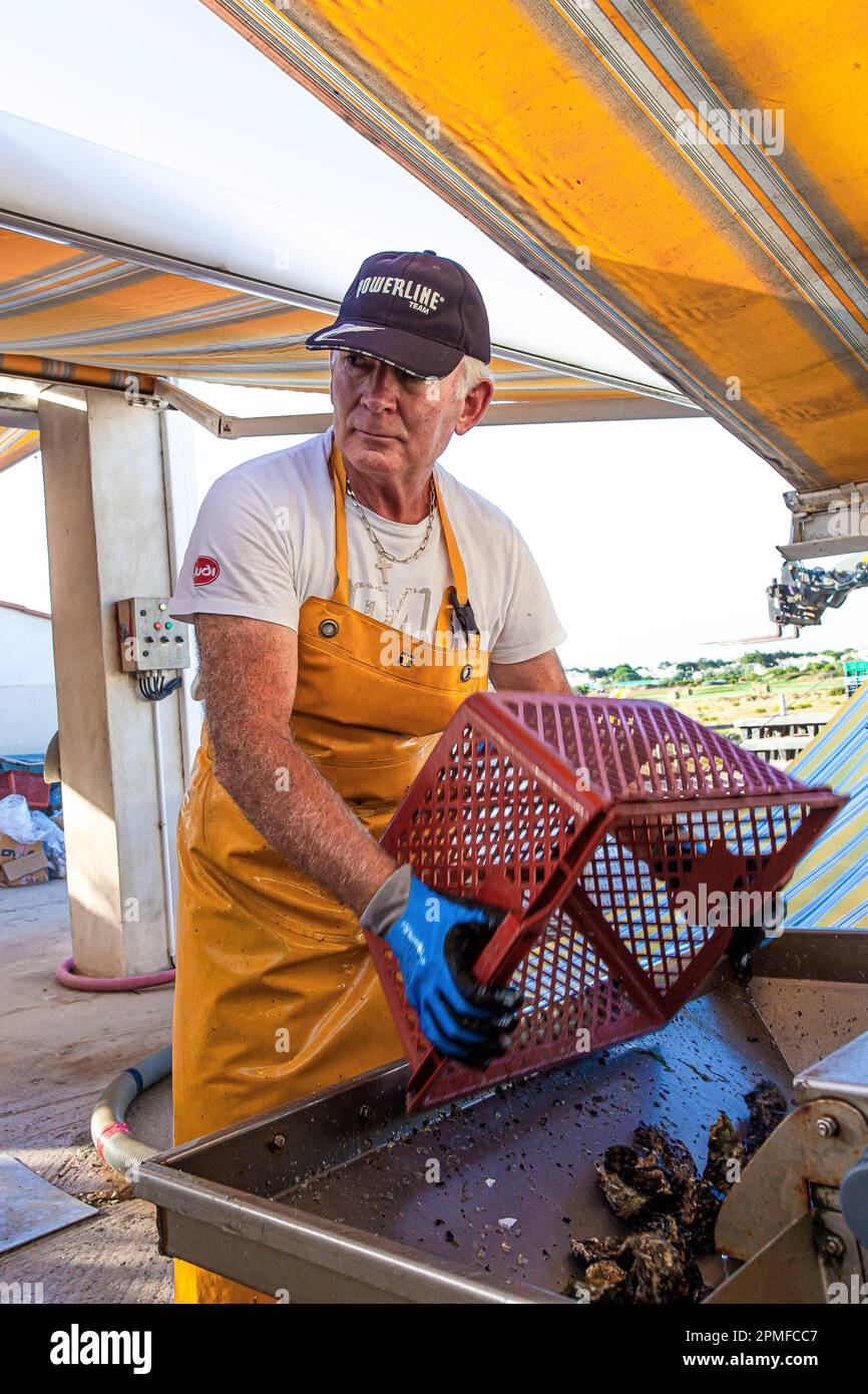 France, Vendee, Noirmoutier island, La Gueriniere, Bonhomme oyster port ...