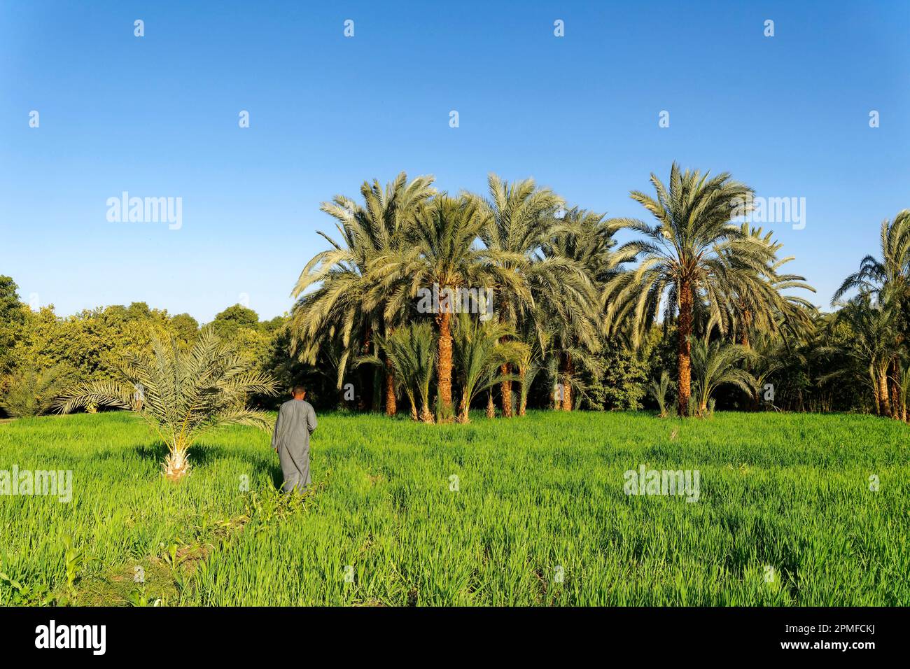 Egypt, Upper Egypt, Nile Valley, country scene, village life Stock ...