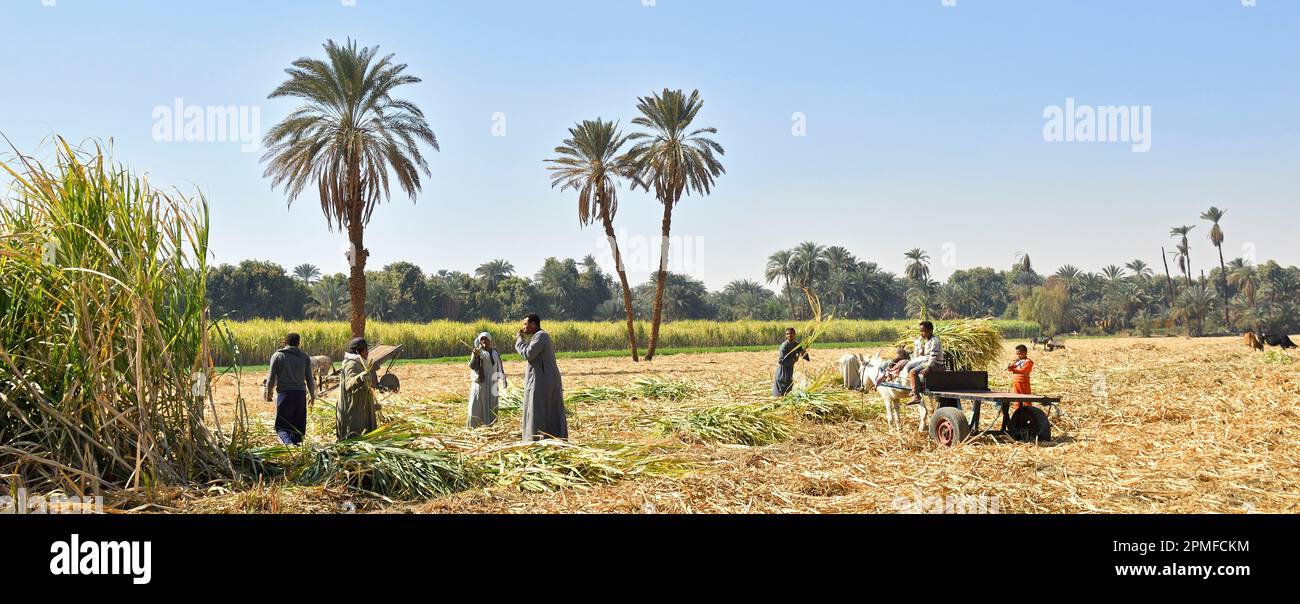 Egypt, Upper Egypt, Nile Valley, work in the fields, sugar cane harvest ...