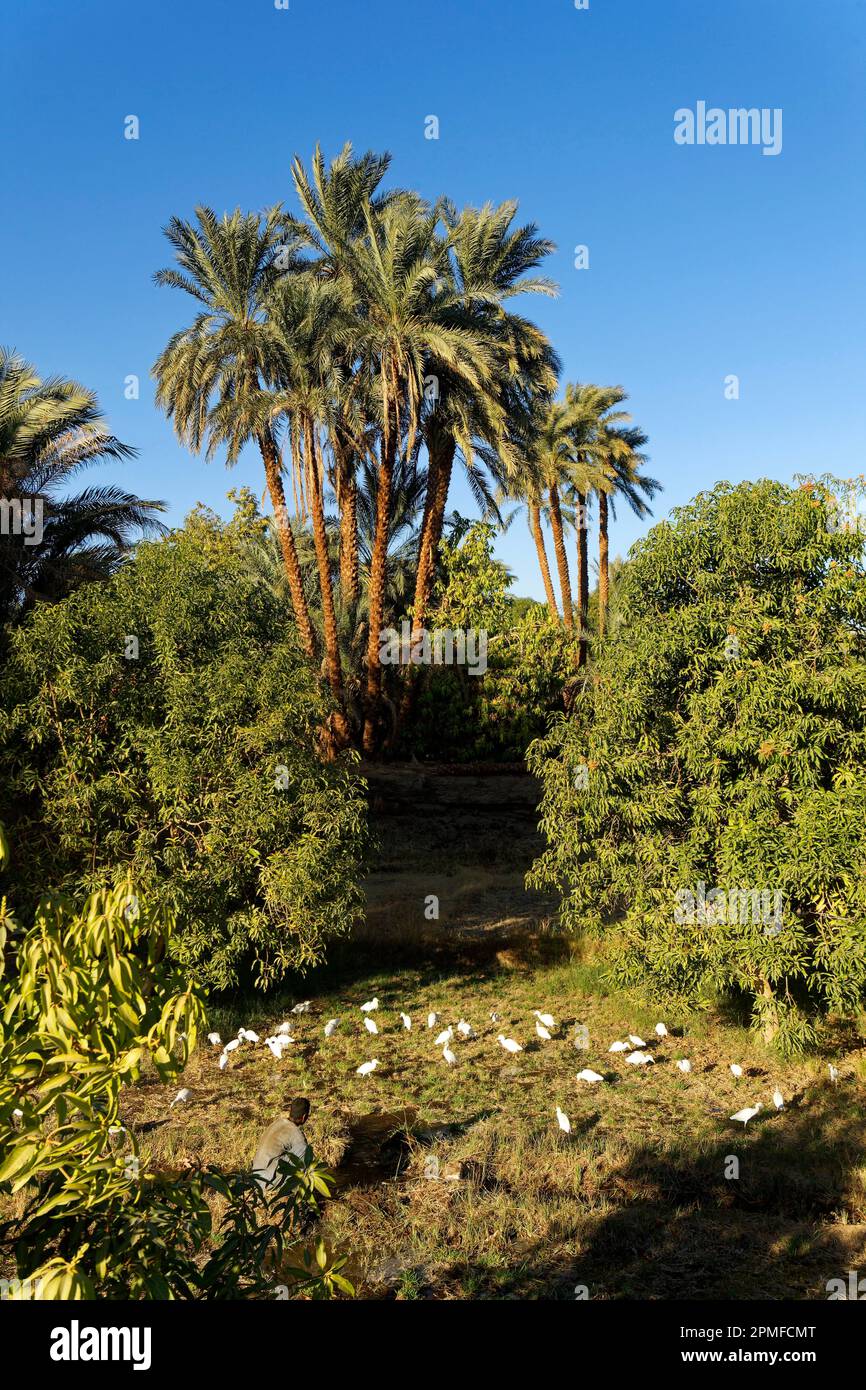 Egypt, Upper Egypt, Nile Valley, country scene, village life Stock ...
