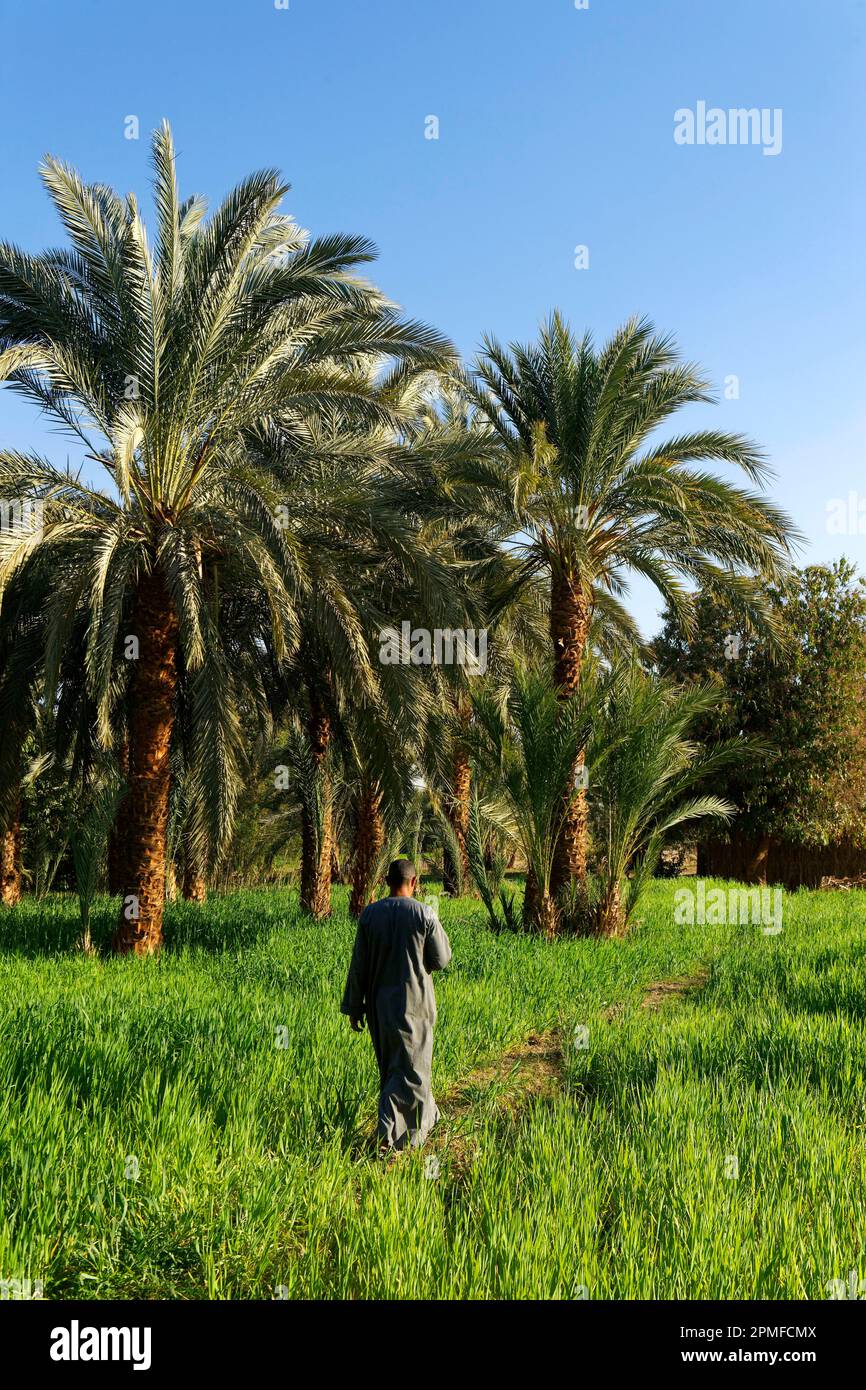 Egypt, Upper Egypt, Nile Valley, country scene, village life Stock ...