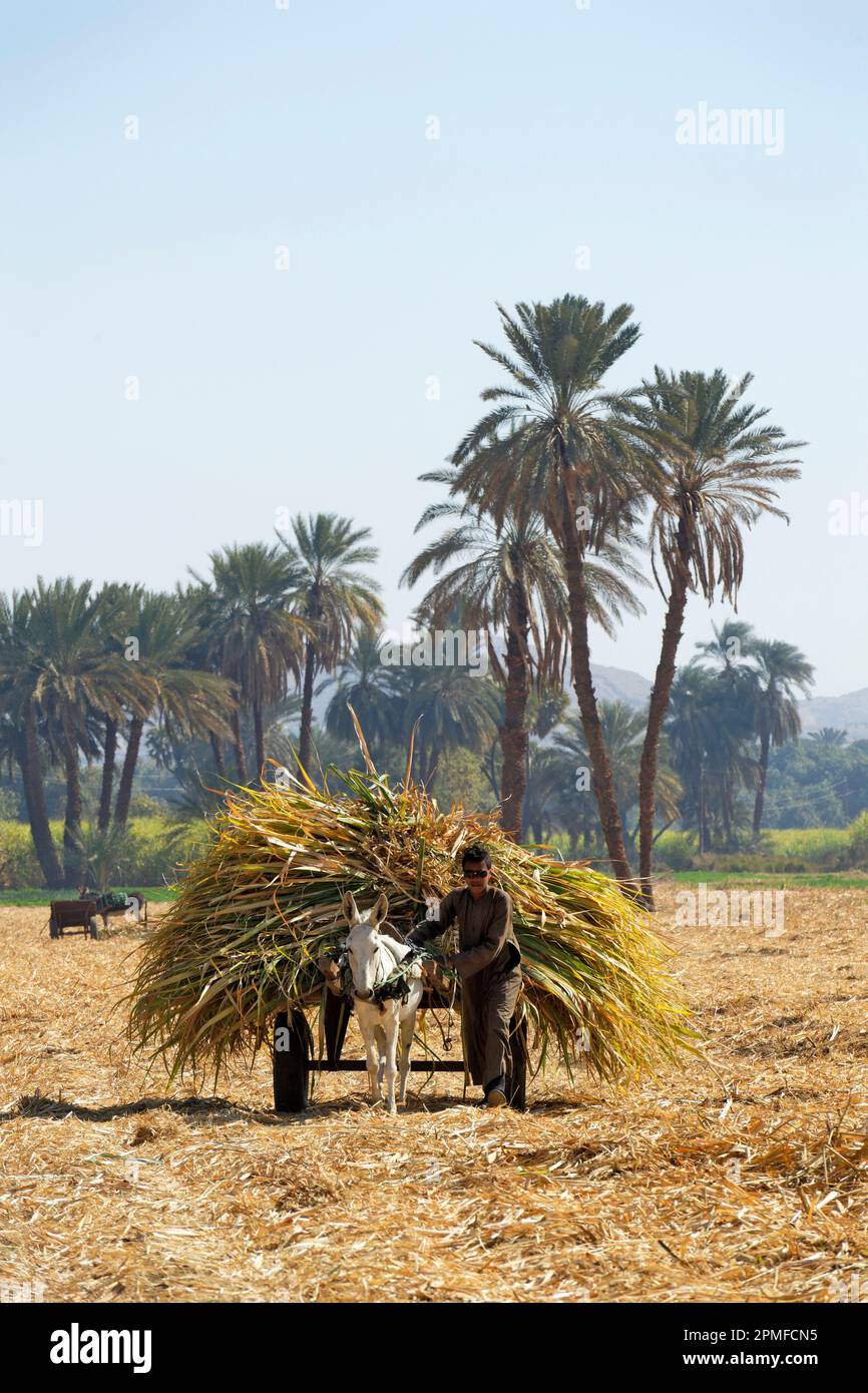 Egypt, Upper Egypt, Nile Valley, work in the fields, sugar cane harvest ...