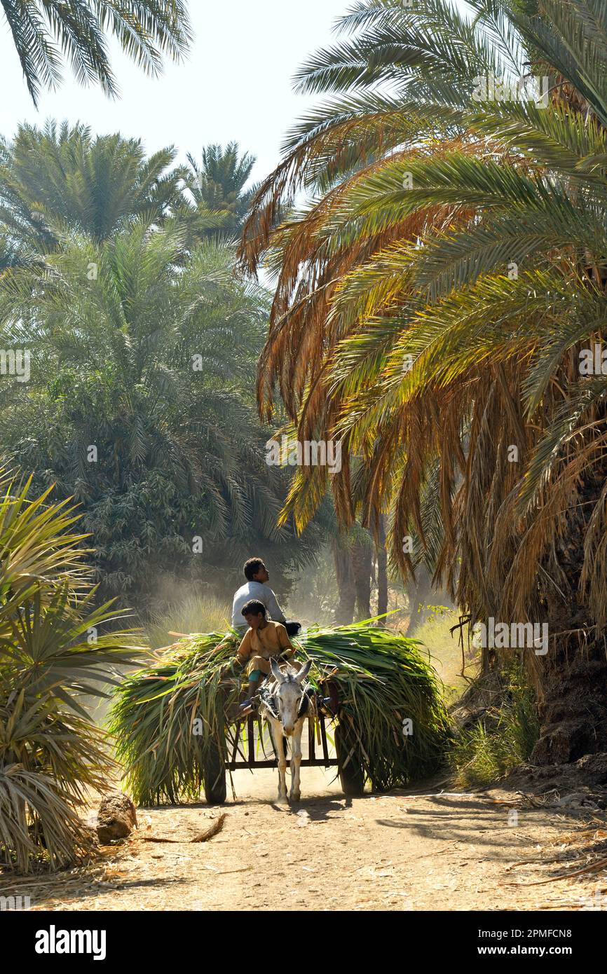 Egypt, Upper Egypt, Nile Valley, work in the fields, sugar cane harvest ...