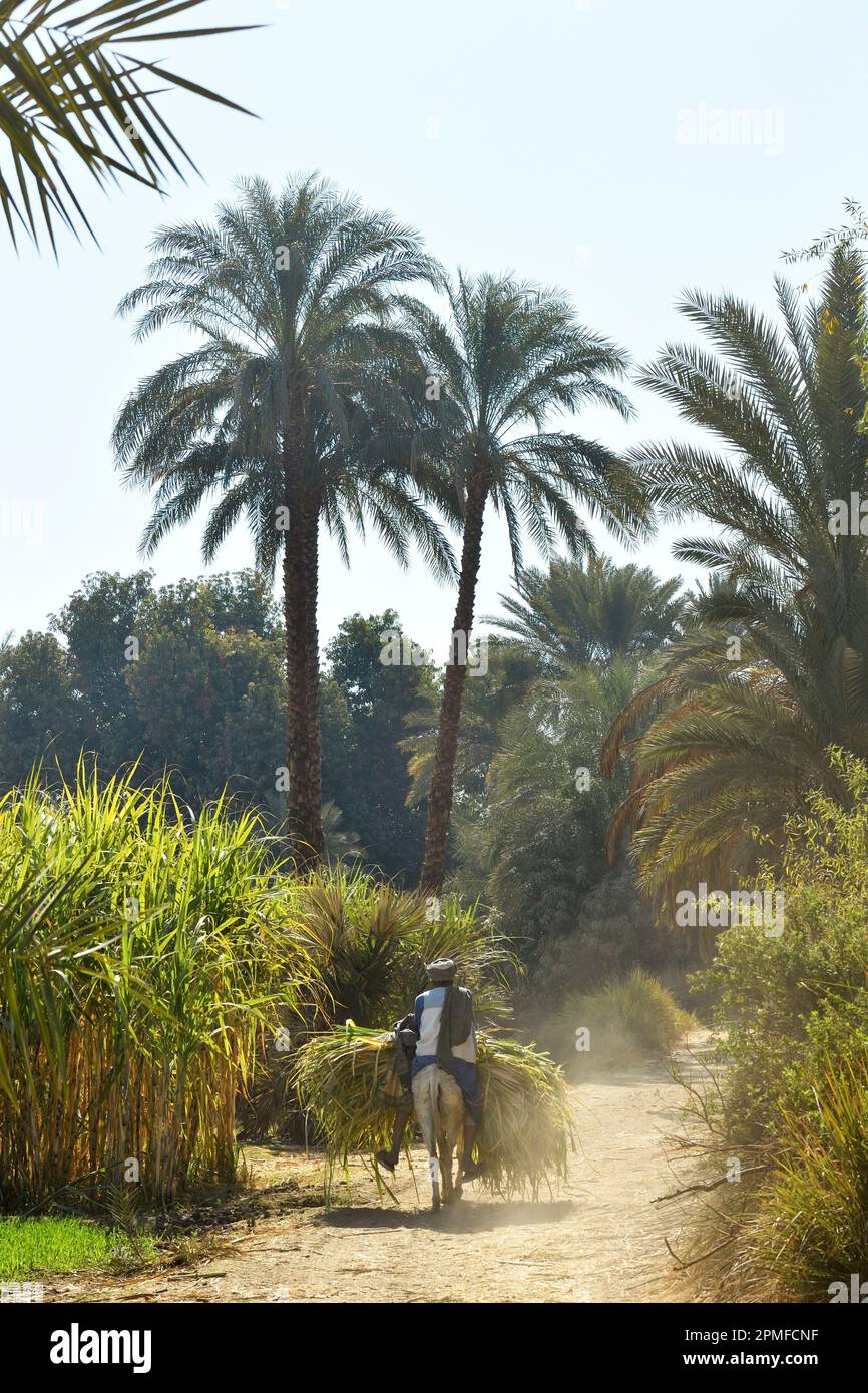 Egypt, Upper Egypt, Nile Valley, work in the fields, sugar cane harvest ...