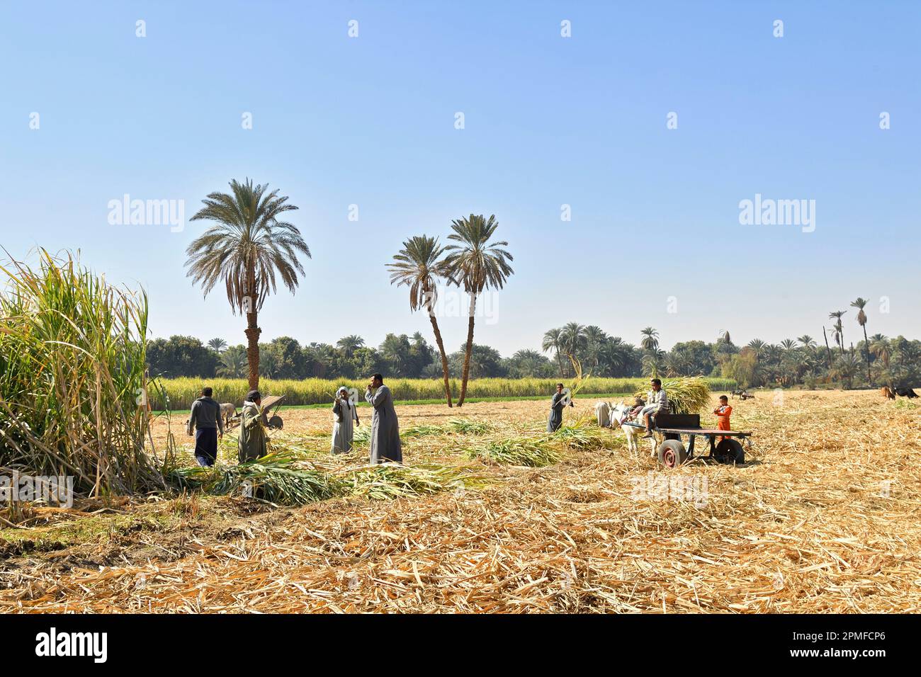 Egypt, Upper Egypt, Nile Valley, work in the fields, sugar cane harvest ...