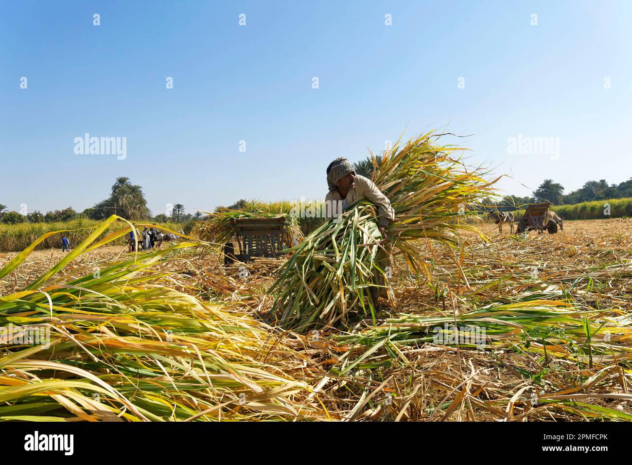 Egypt, Upper Egypt, Nile Valley, work in the fields, sugar cane harvest ...