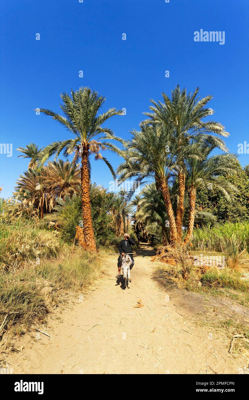 Egypt, Upper Egypt, Nile Valley, country scene, village life Stock ...