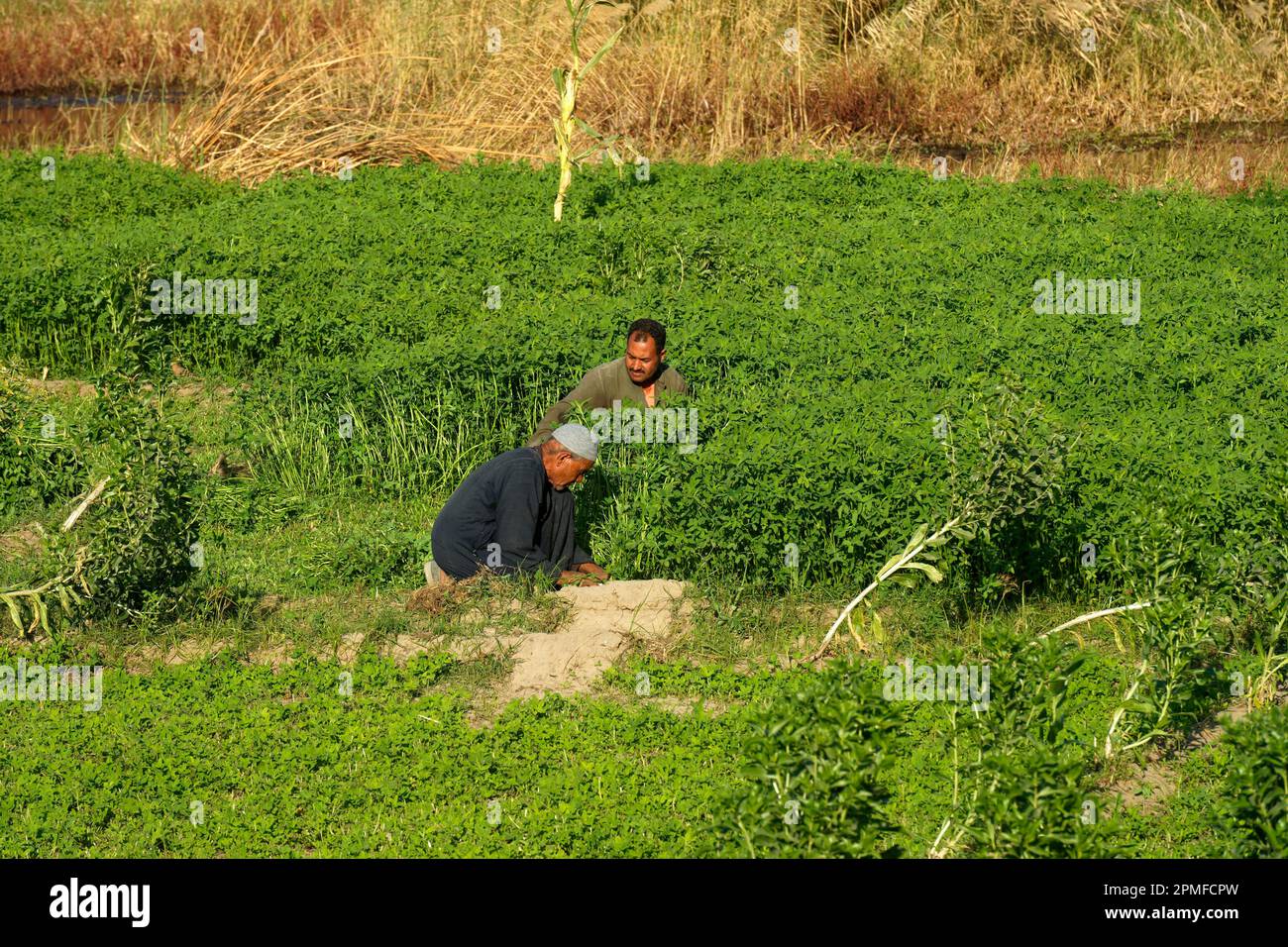 Egypt, Upper Egypt, Nile Valley, Nile river banks, country scene ...