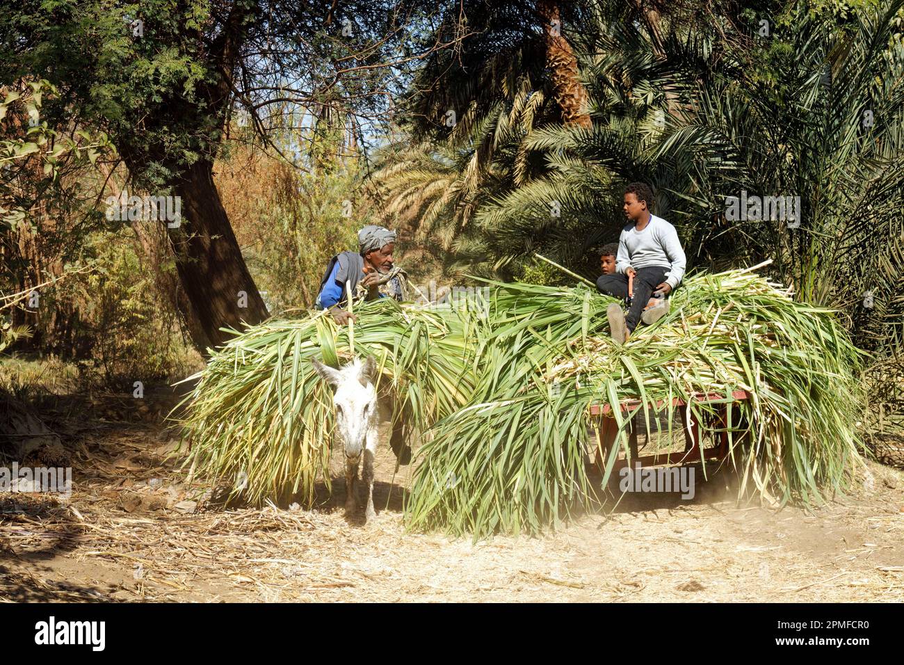 Egypt, Upper Egypt, Nile Valley, work in the fields, sugar cane harvest ...