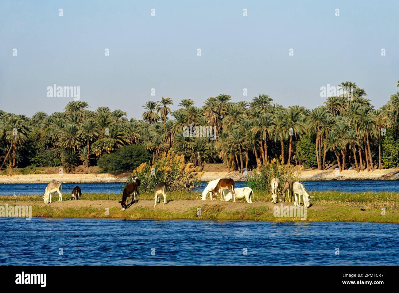 Egypt, Upper Egypt, Nile Valley, Nile river banks, country scene ...