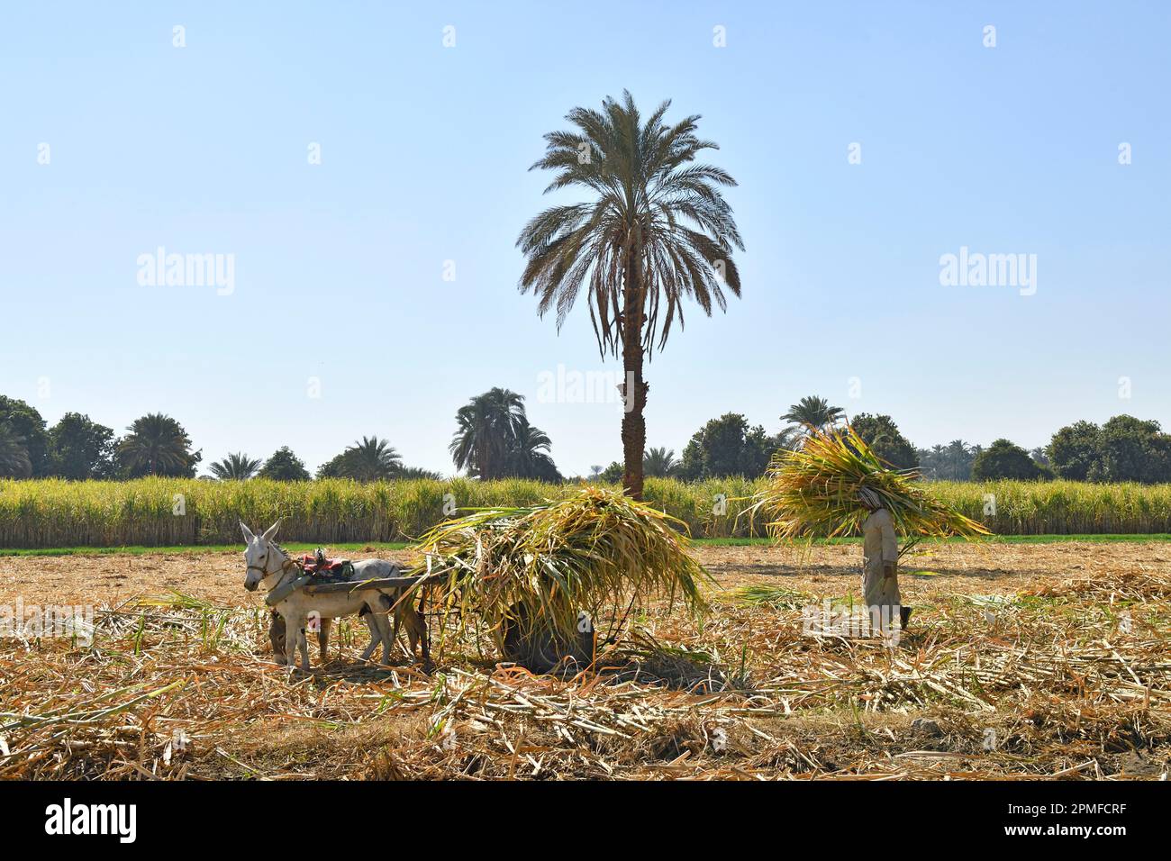 Egypt, Upper Egypt, Nile Valley, work in the fields, sugar cane harvest ...