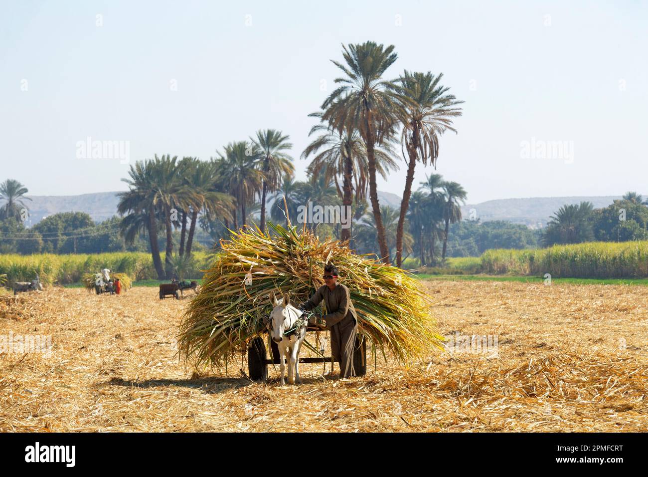 Egypt, Upper Egypt, Nile Valley, work in the fields, sugar cane harvest ...