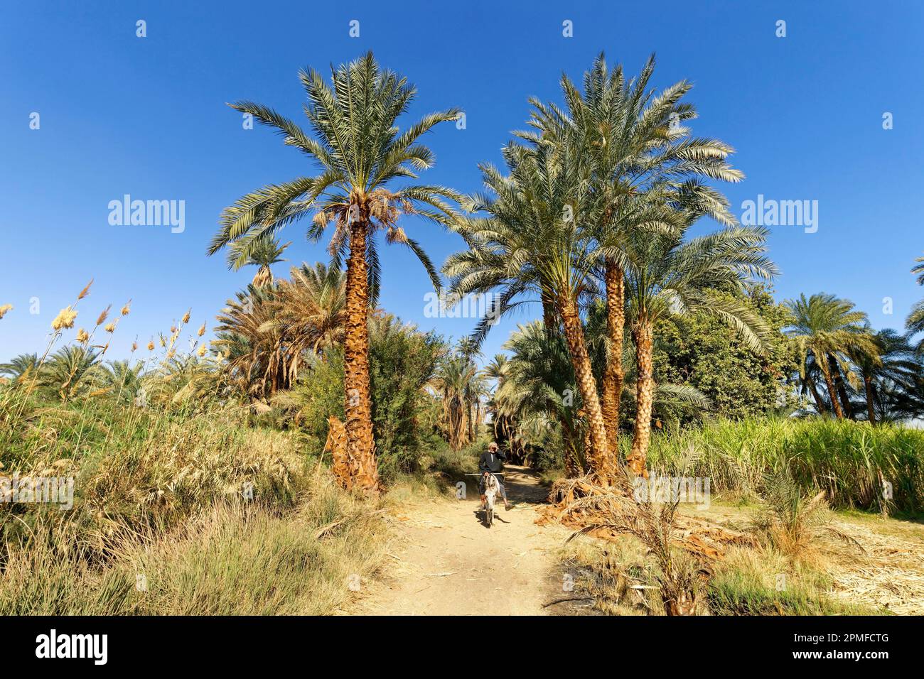 Egypt, Upper Egypt, Nile Valley, country scene, village life Stock ...