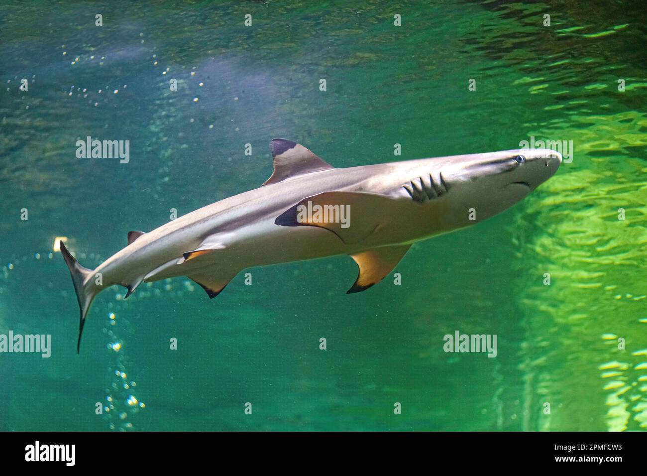 France, Vendee, Noirmoutier island, Noirmoutier en l'ile, shark (Selachimorpha) at the Sealand ...