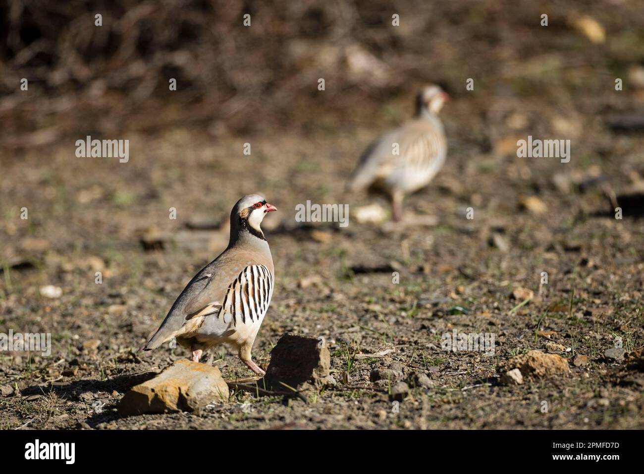 Nepal, Annapurna Conservation Area Project, Annapurna Circuit, Chukar ...