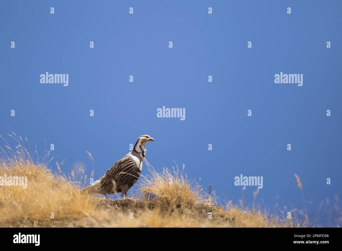 Nepal, Annapurna Conservation Area Project, Annapurna circuit ...