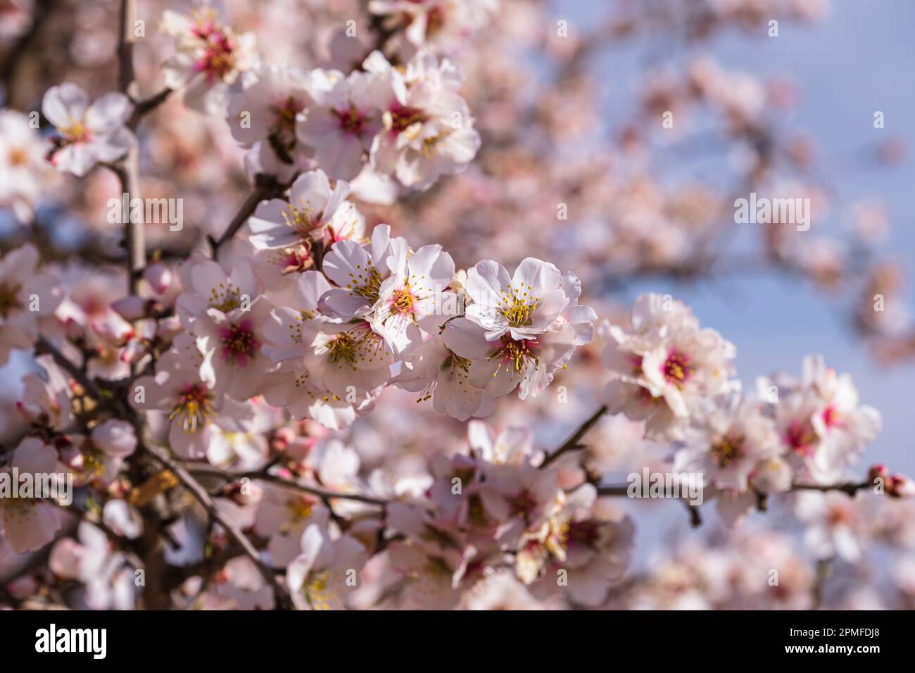 Morocco, province of Taroudant, Sidi Hsaine, almond trees in bloom ...