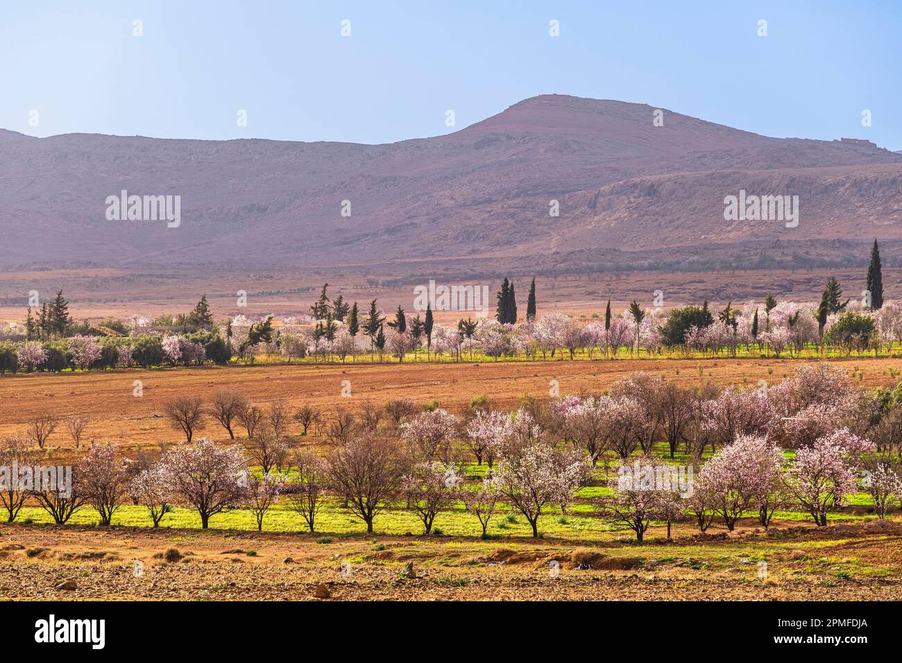 Morocco, province of Taroudant, Sidi Hsaine, almond trees in bloom ...