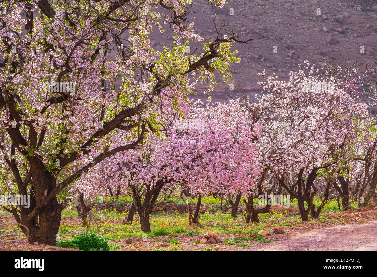 Morocco, province of Taroudant, Sidi Hsaine, almond trees in bloom ...