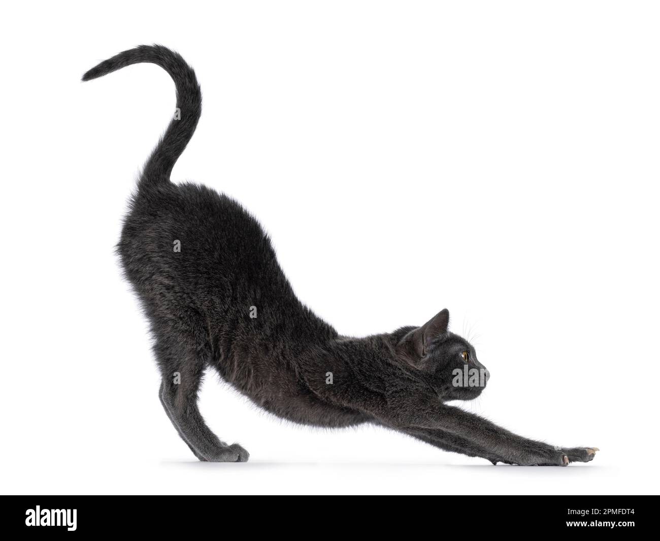 Cute young Korat cat, standing side ways stretching in yoga pose ...