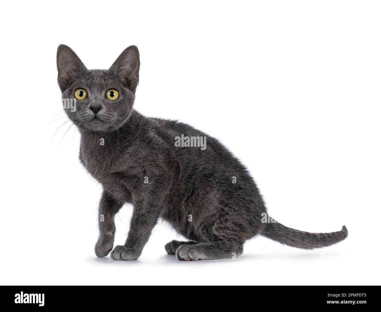 Cute young Korat cat, sitting up side ways. Looking towards camera ...