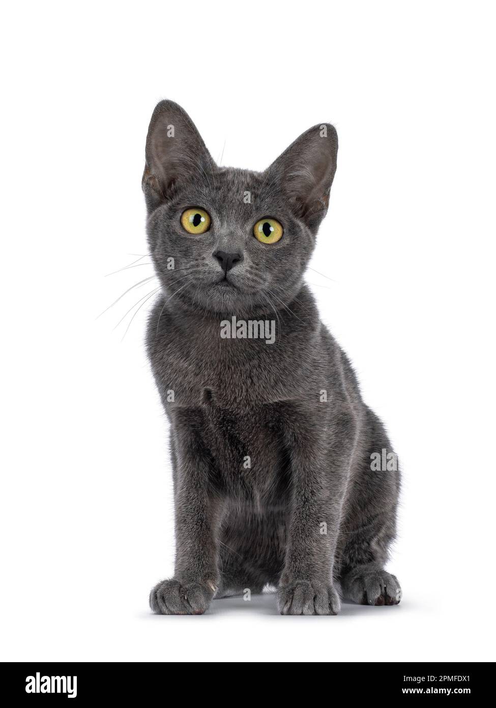 Cute young Korat cat, sitting up facing front. Looking towards camera ...