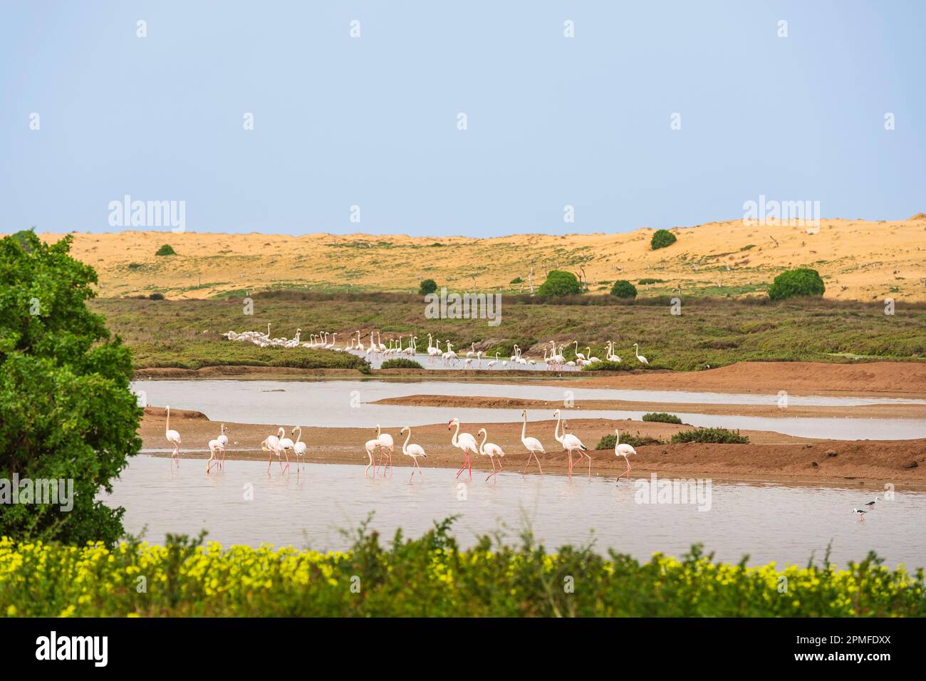 Morocco, province of El Jadida, Sidi Moussa Lagoon Nature Reserve Stock ...