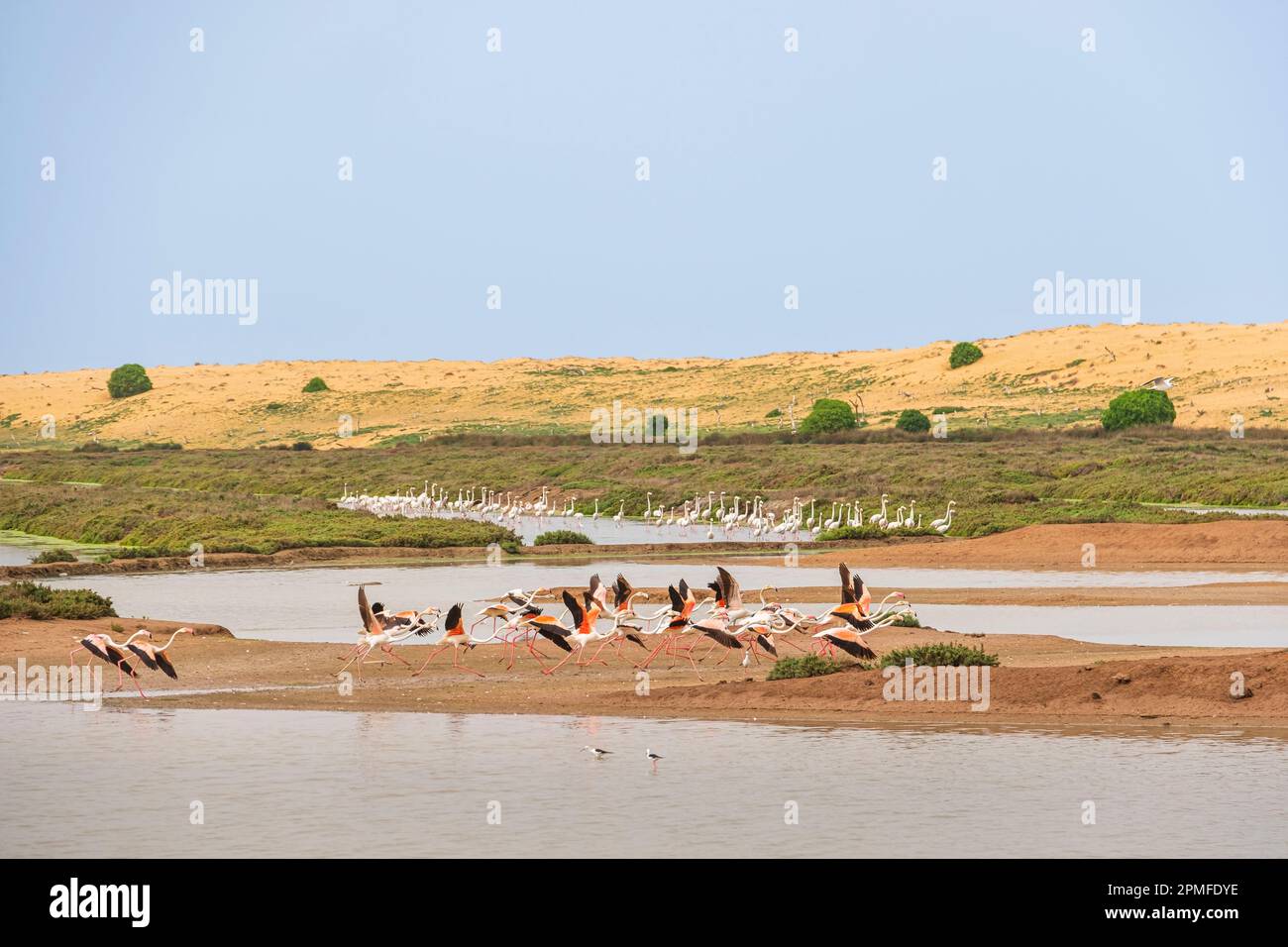 Morocco, province of El Jadida, Sidi Moussa Lagoon Nature Reserve Stock ...